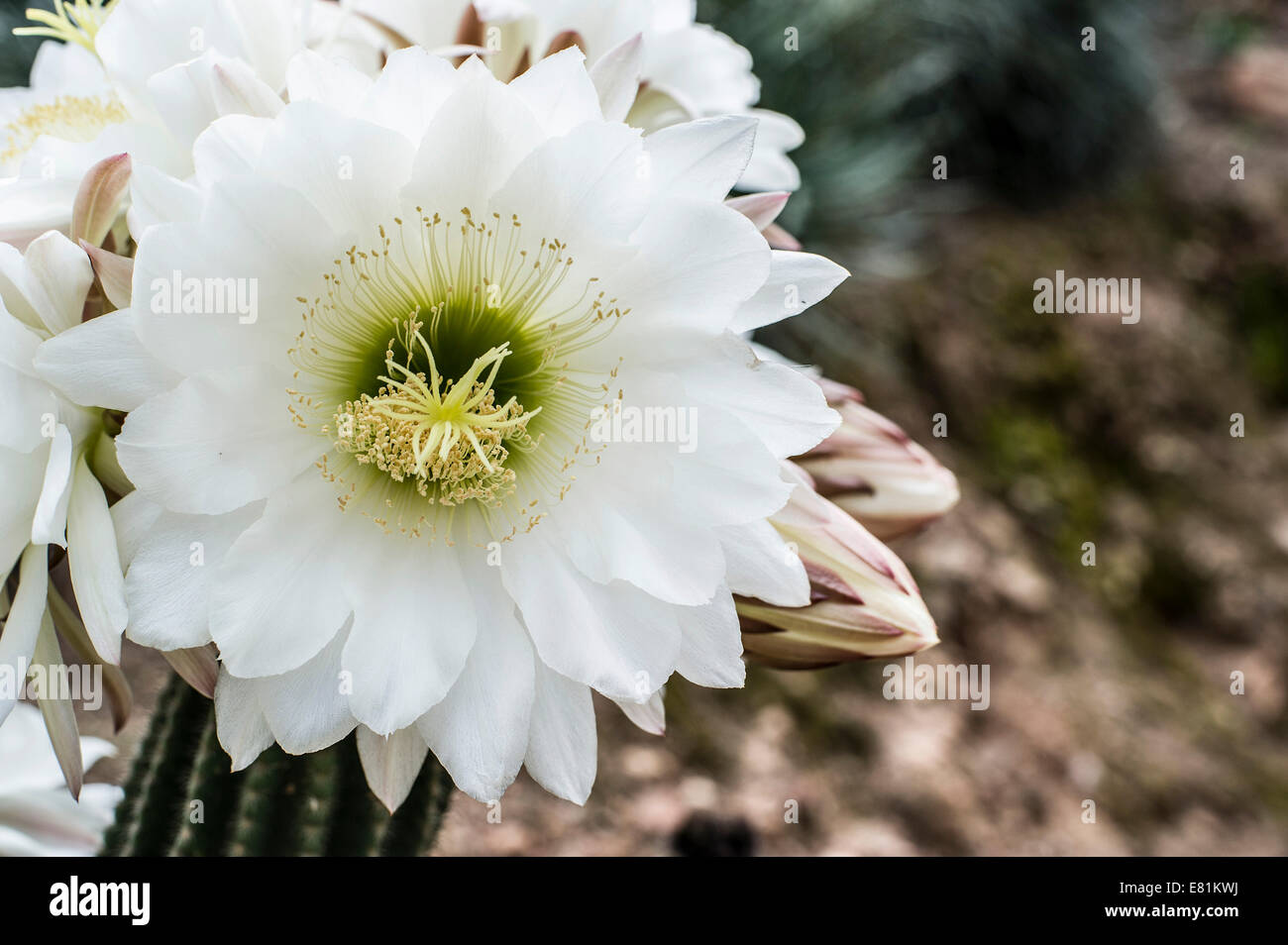 Queen of the Night cactus (Selenicereus grandiflorus), Costa Brava ...