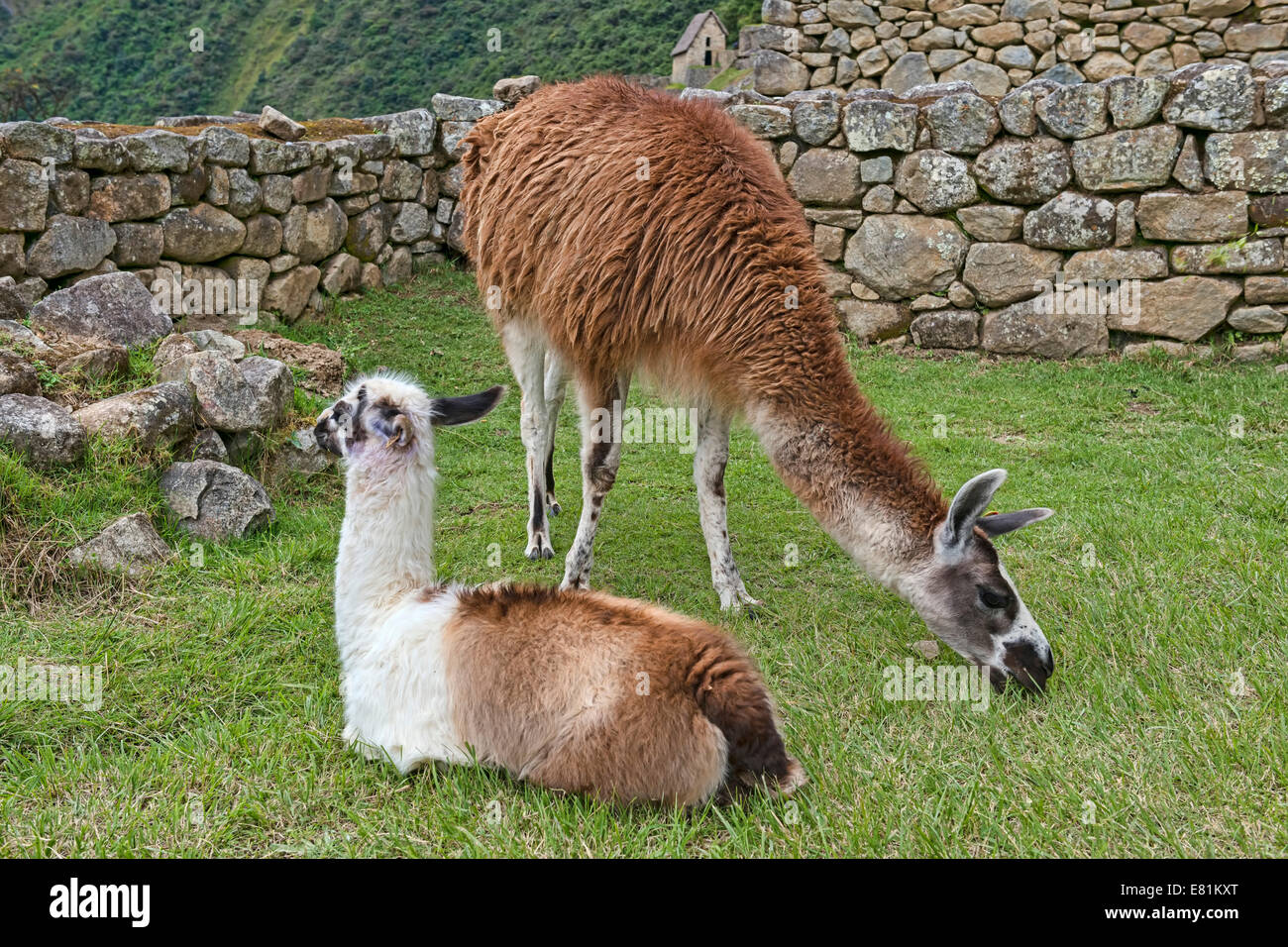 Llamas in machu picchu hi-res stock photography and images - Alamy