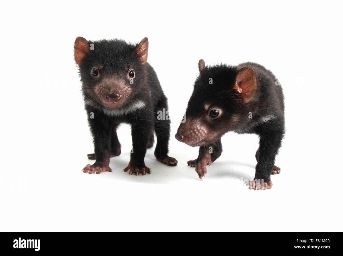 Tasmanian mammals Cut Out Stock Images & Pictures - Alamy