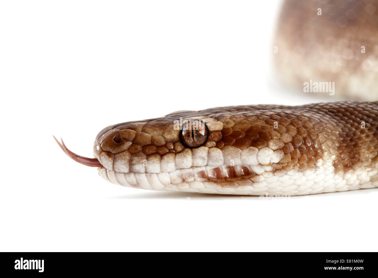 Childrens python hi-res stock photography and images - Alamy