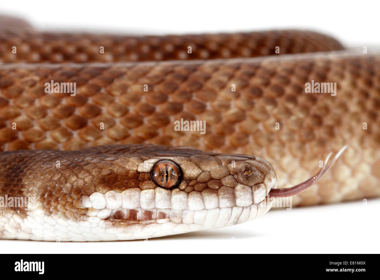 Children's Python (Antaresia childreni Stock Photo - Alamy