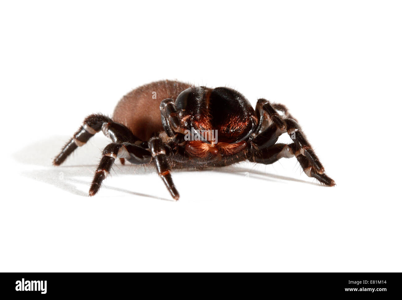Mouse spider hi-res stock photography and images - Alamy