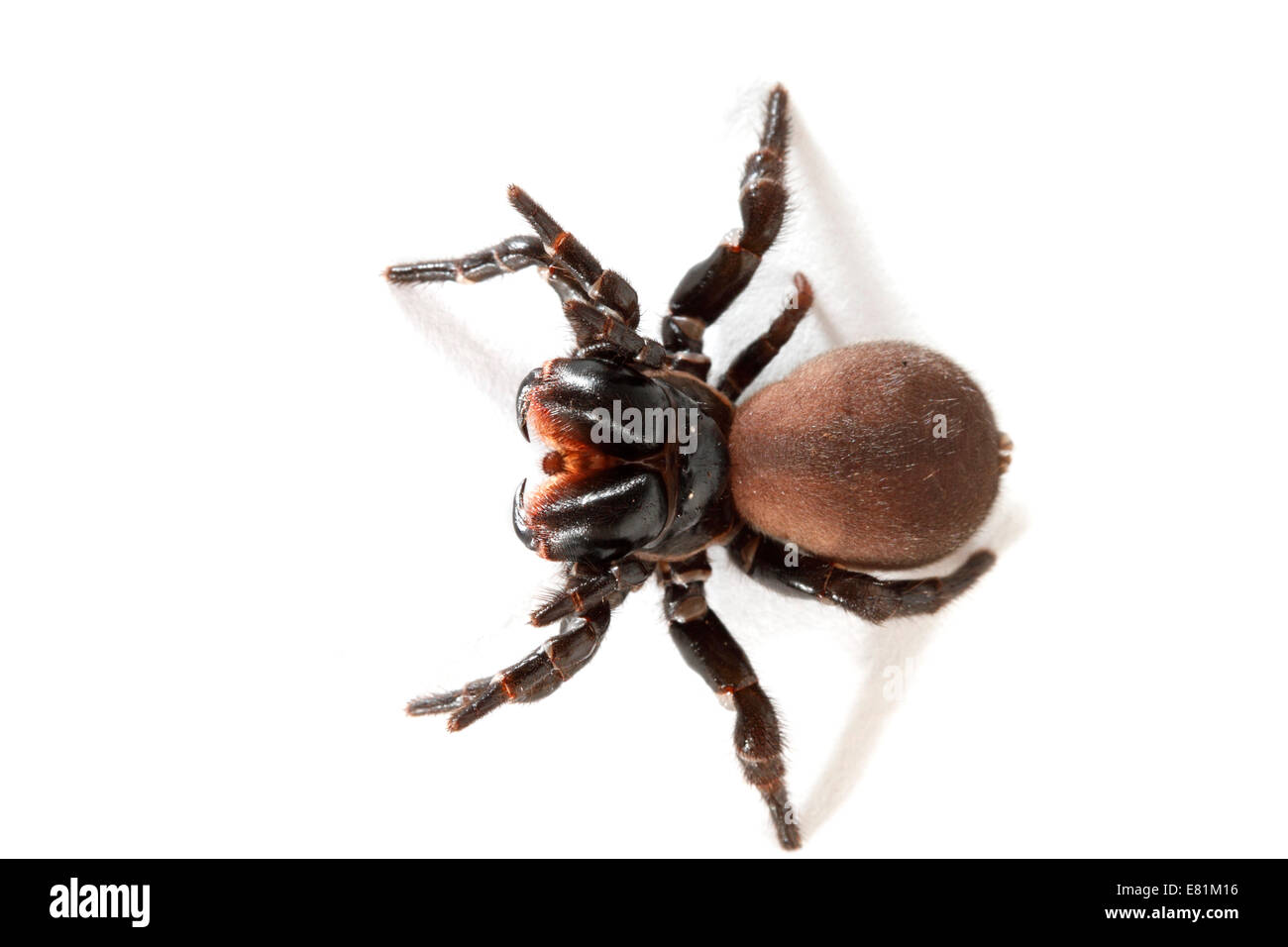 Missulena mouse spider hi-res stock photography and images - Alamy