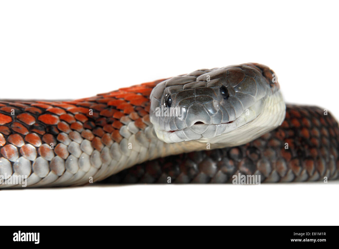 Tiger snake hi-res stock photography and images - Alamy