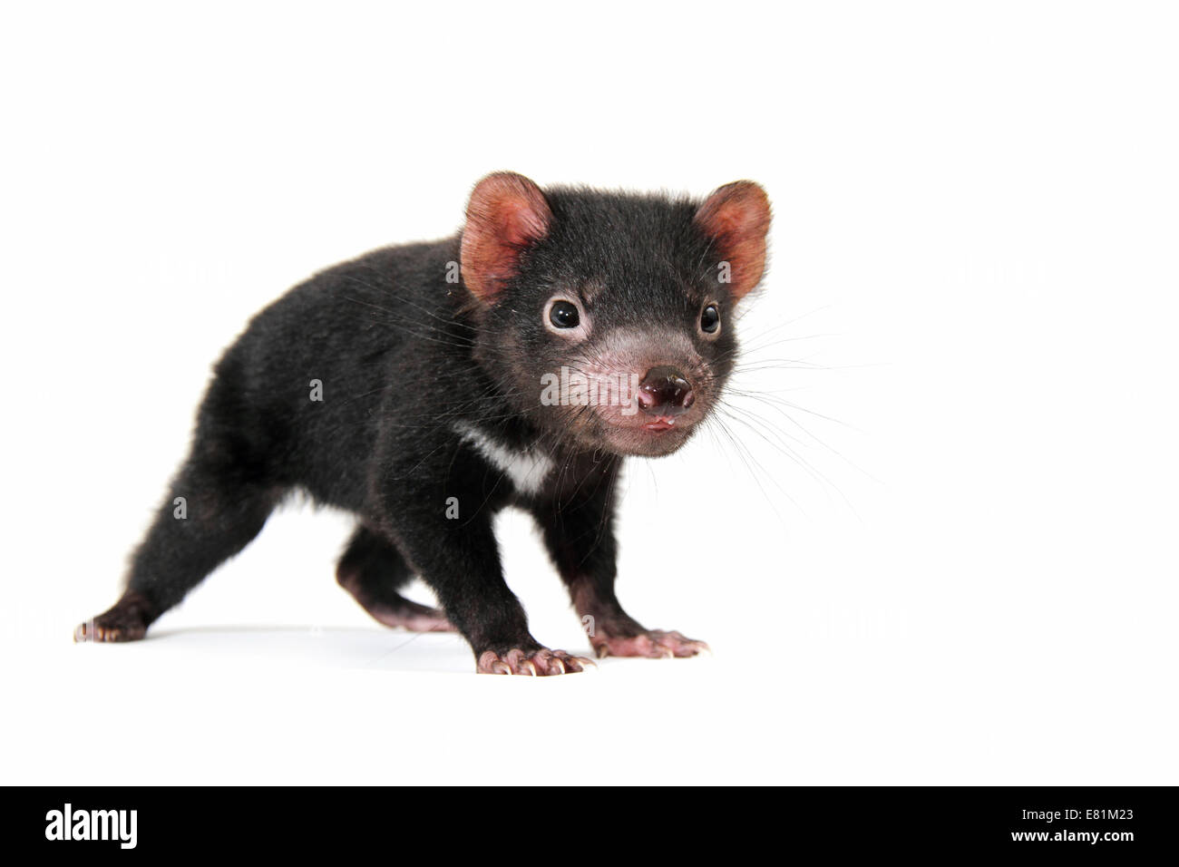 Tasmanian devil young Cut Out Stock Images & Pictures - Alamy