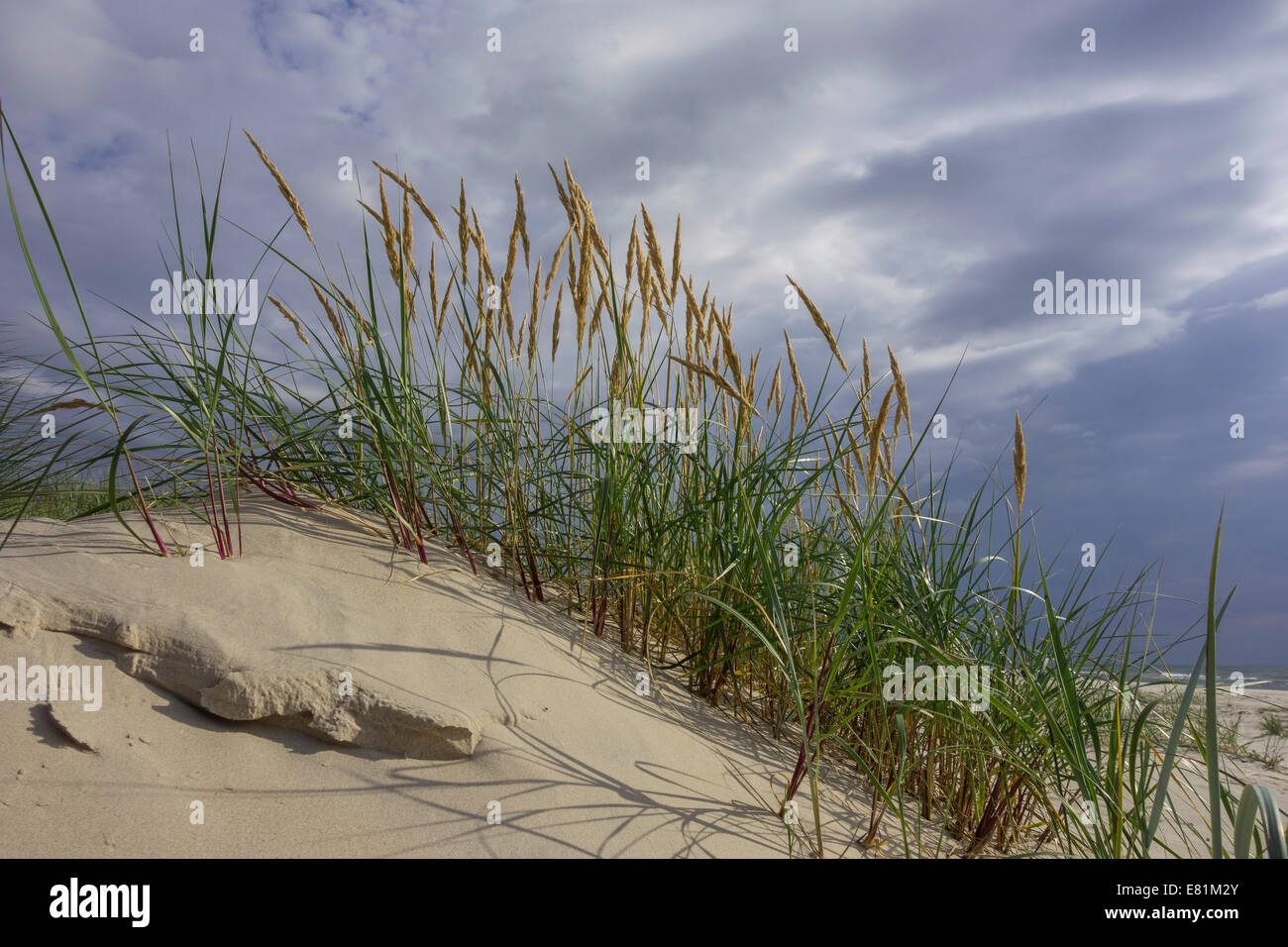 verbelnieki-hi-res-stock-photography-and-images-alamy