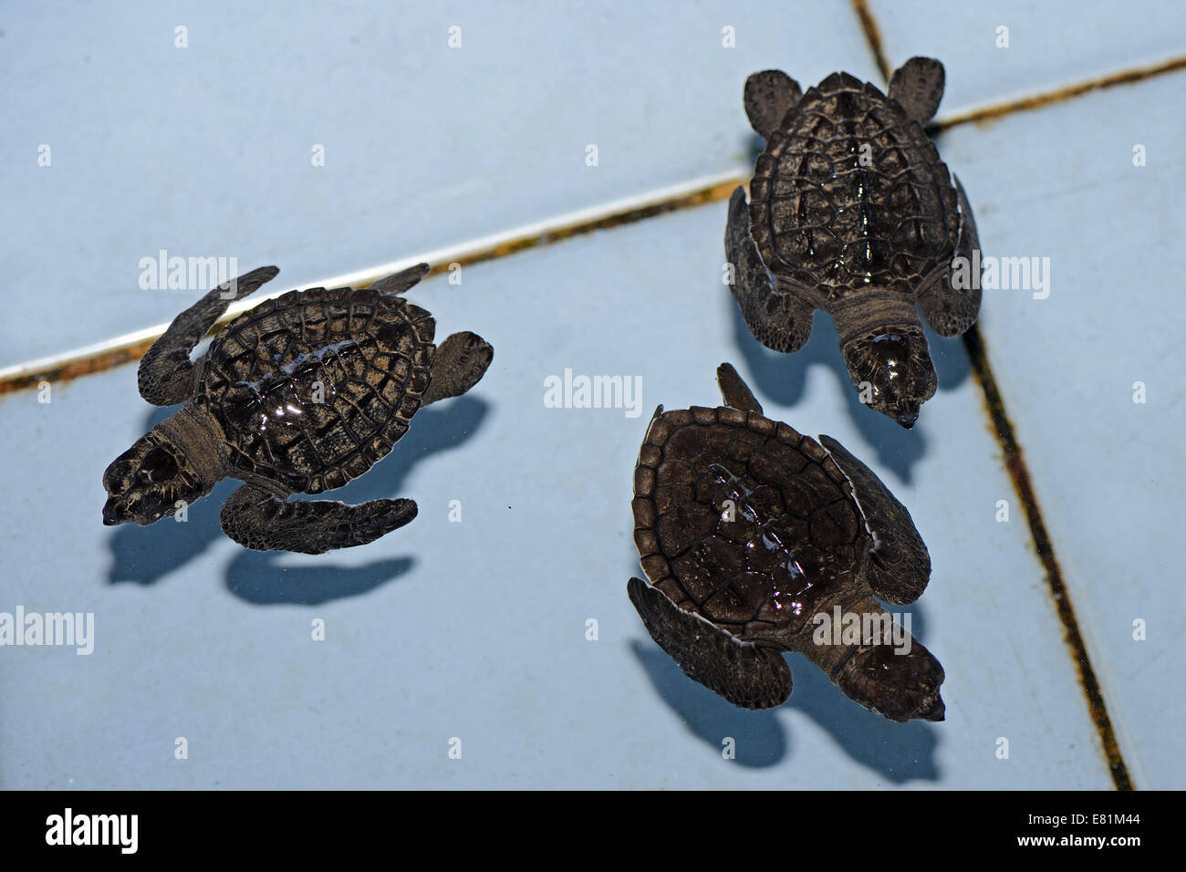 Olive ridley sea turtles (Lepidochelys olivacea) hatchlings, approx ...