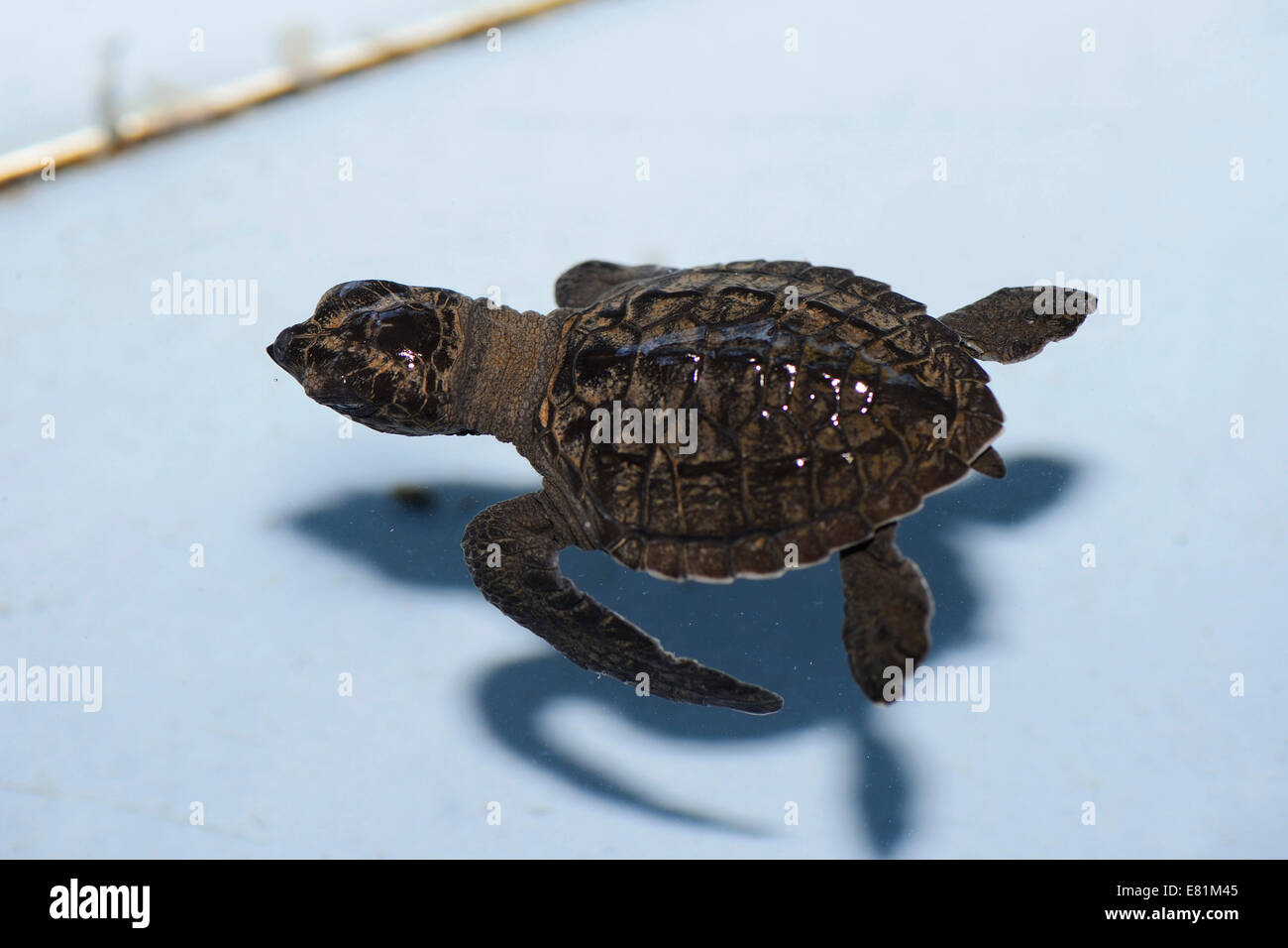 Olive ridley sea turtle (Lepidochelys olivacea), hatchling, approx. one ...