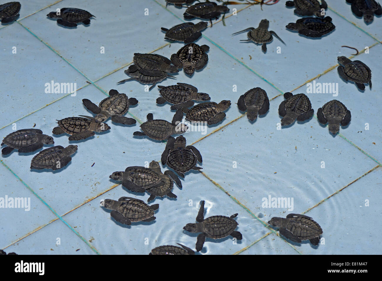 Olive ridley sea turtles (Lepidochelys olivacea) hatchlings, approx ...