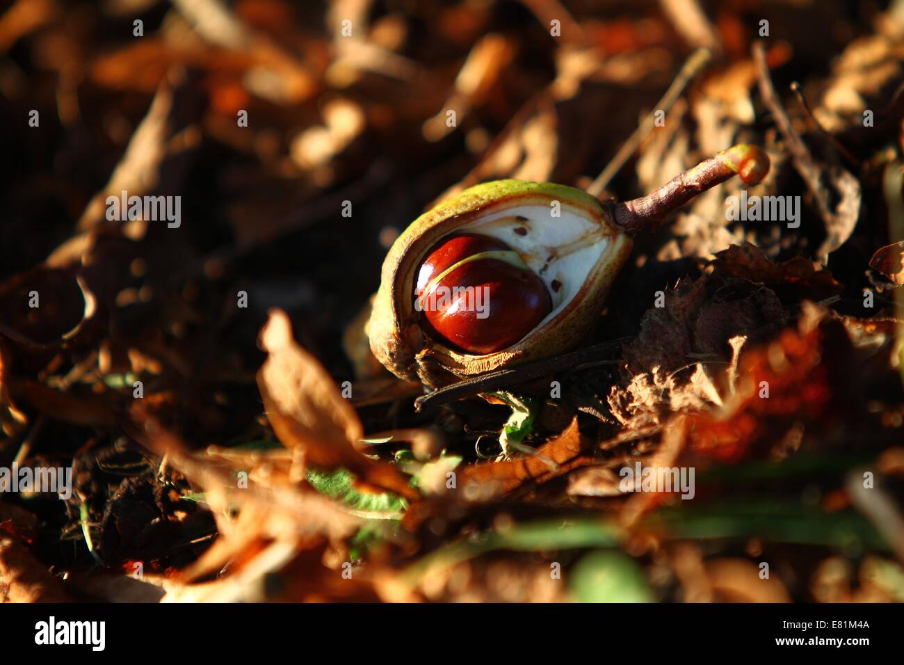 Aitrang, Germany. 27th Sep, 2014. A chestnut lies in autumn leaves in ...
