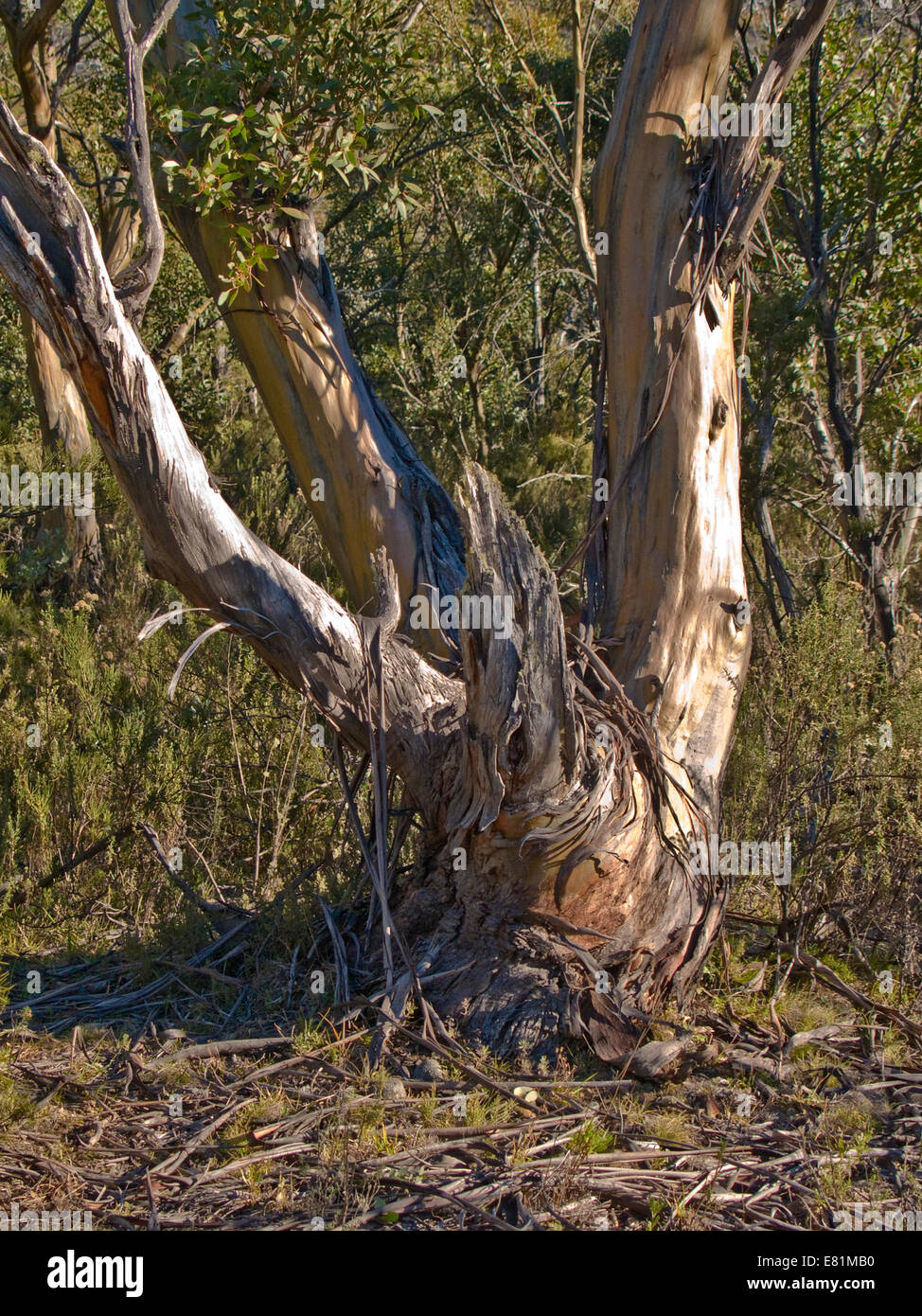 Australia: Gum tree, Snowy Mountains, NSW Stock Photo - Alamy