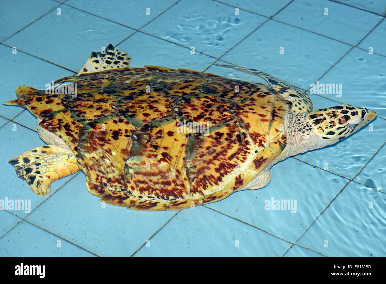Hawksbill sea turtle (Eretmochelys imbricata), damage to the shell by a ...