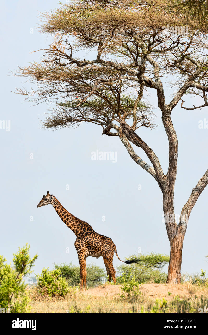 Giraffe under tree hi-res stock photography and images - Alamy
