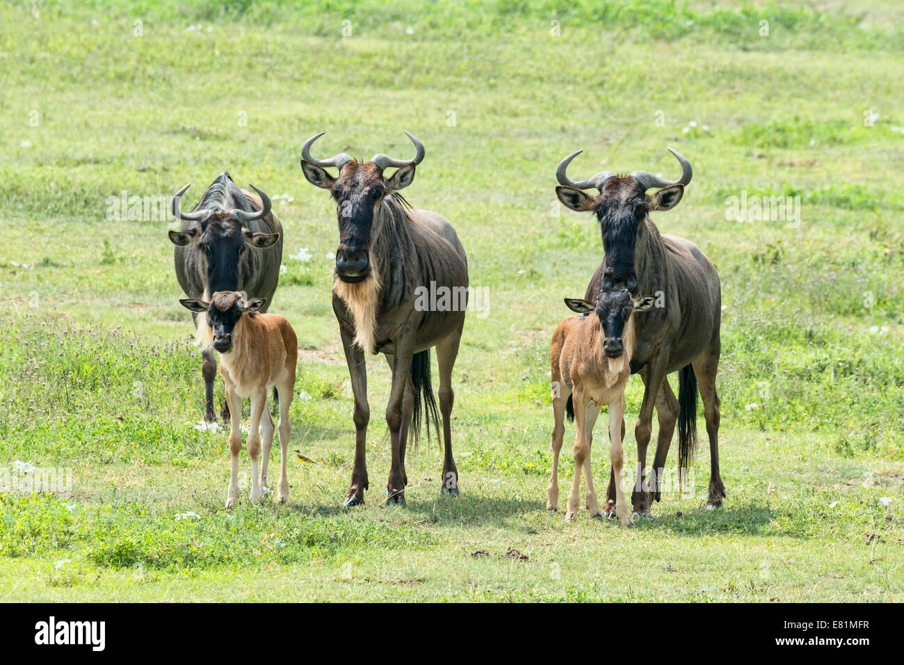 Blue Wildebeest (Connochaetes taurinus), cows with calves, Ngorongoro ...