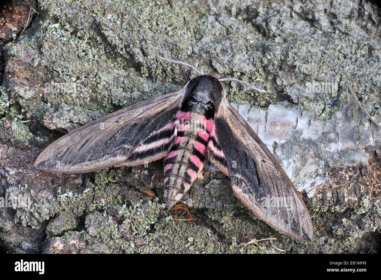 Privet Hawk Moth (Sphinx ligustri), Mala Fatra, Slovakia Stock Photo ...