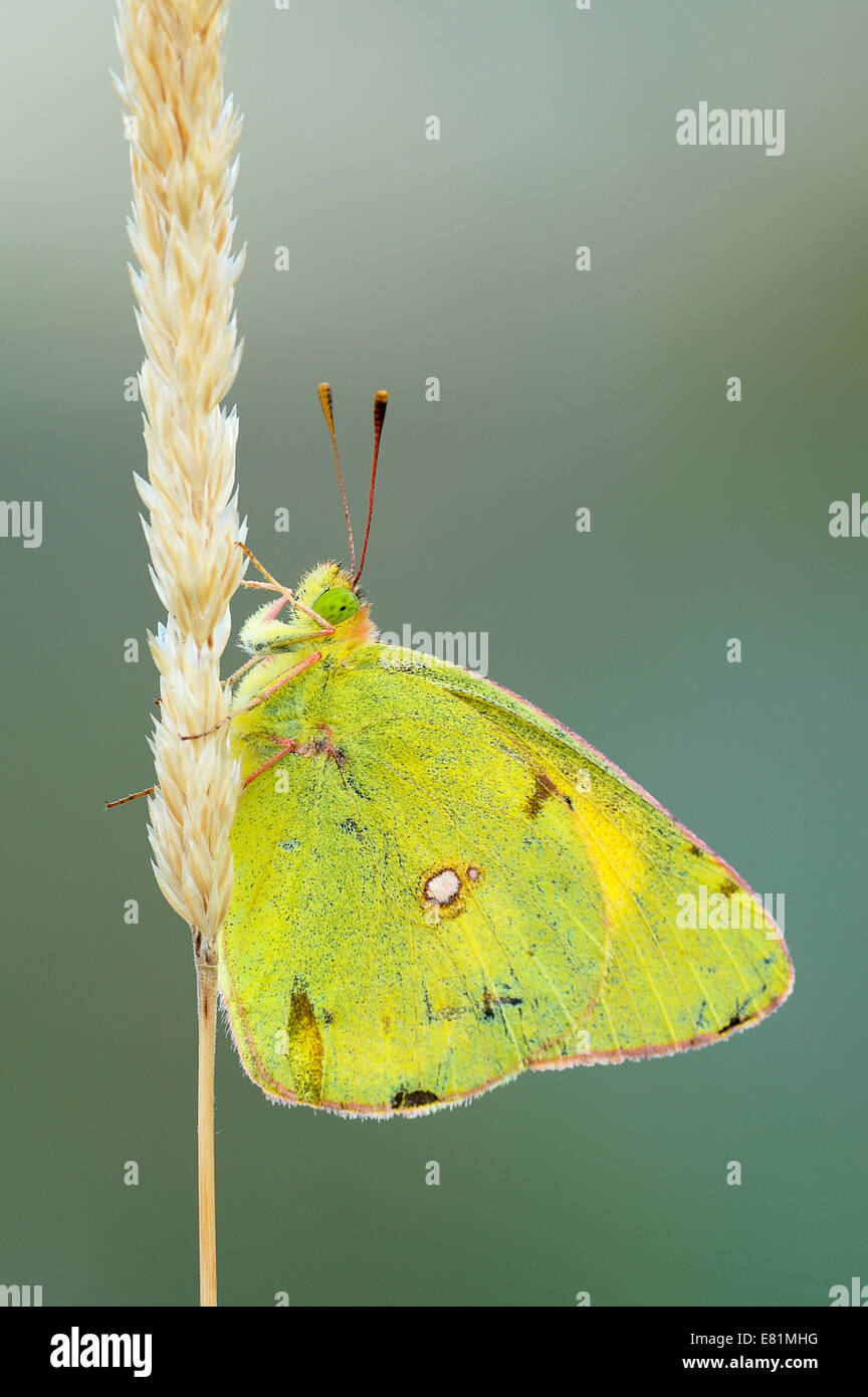 Pale Clouded Yellow (Colias hyale) on a grass seed head, Bulgaria Stock ...