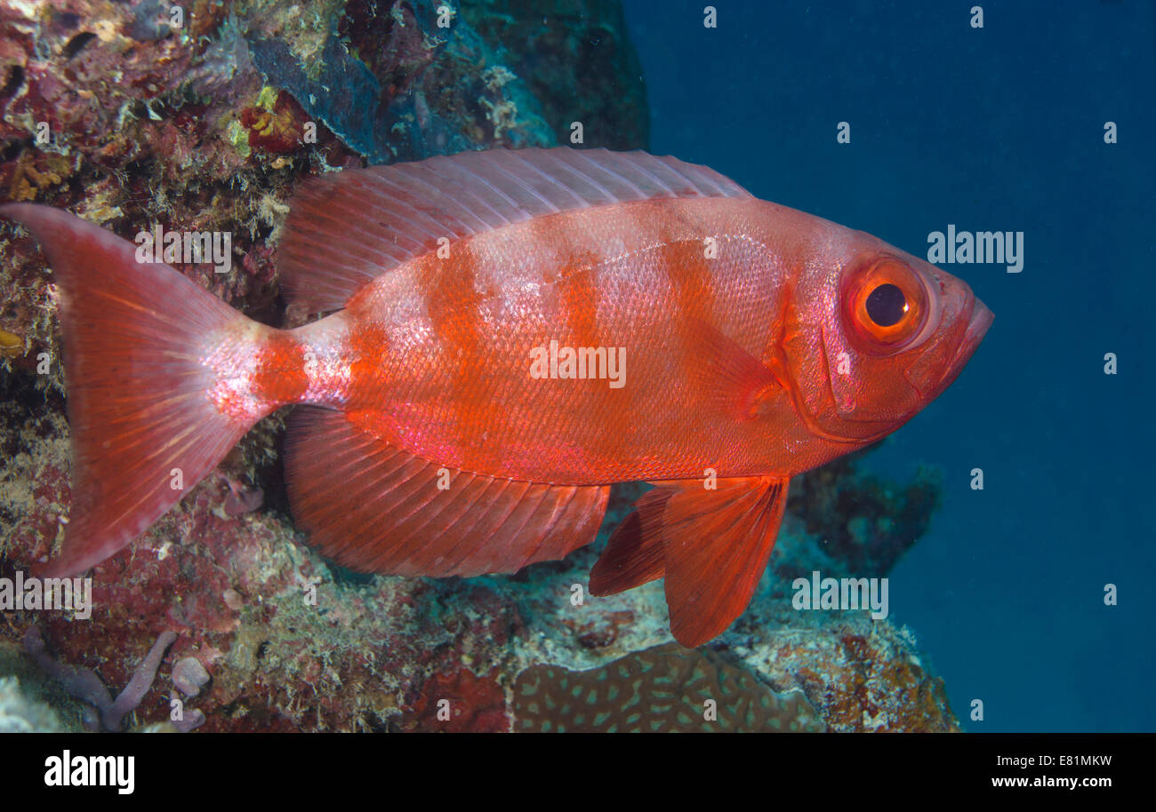 Lunar-tailed Bigeye or Moontail Bullseye (Priacanthus hamrur), Great ...