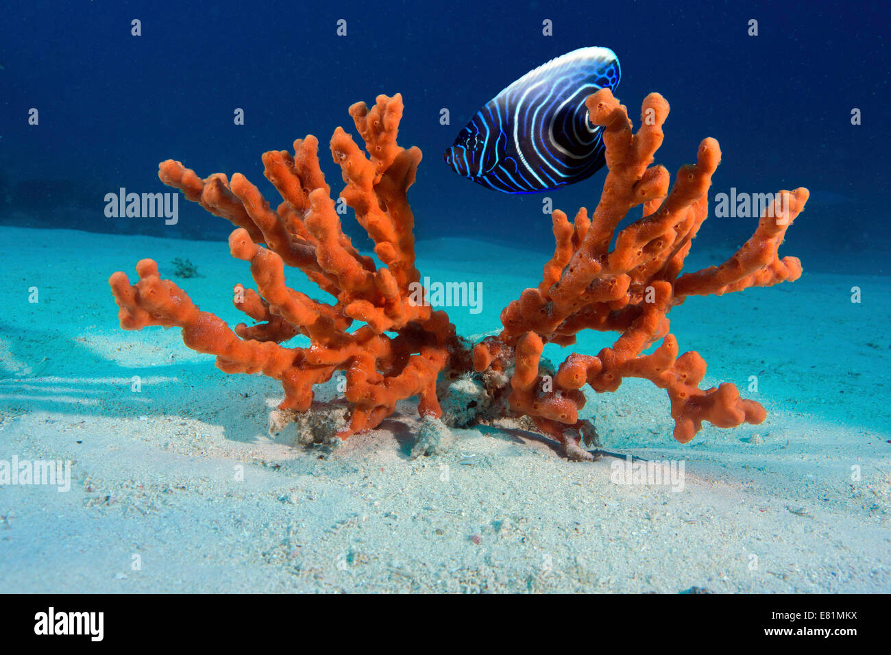 Emperor Angelfish (Pomacanthus imperator), juvenile, and a red fire ...