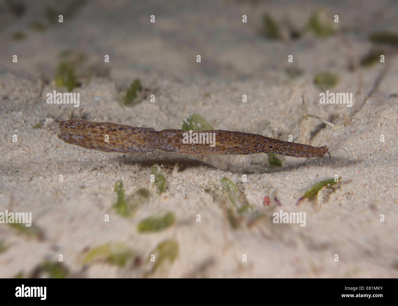 Robust Ghost Pipefish (Solenostomus cyanopterus), Mimaropa, Philippines ...