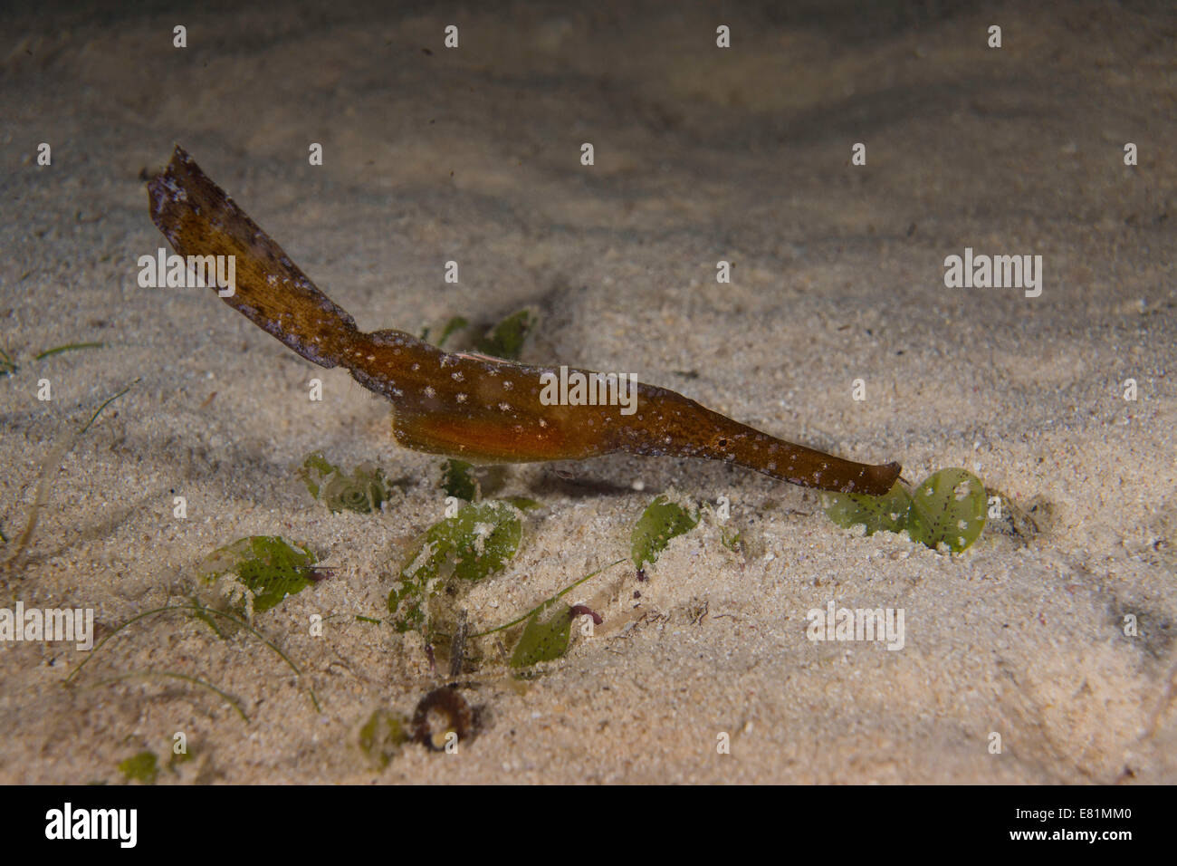 Robust Ghost Pipefish (Solenostomus cyanopterus), Mimaropa, Philippines ...