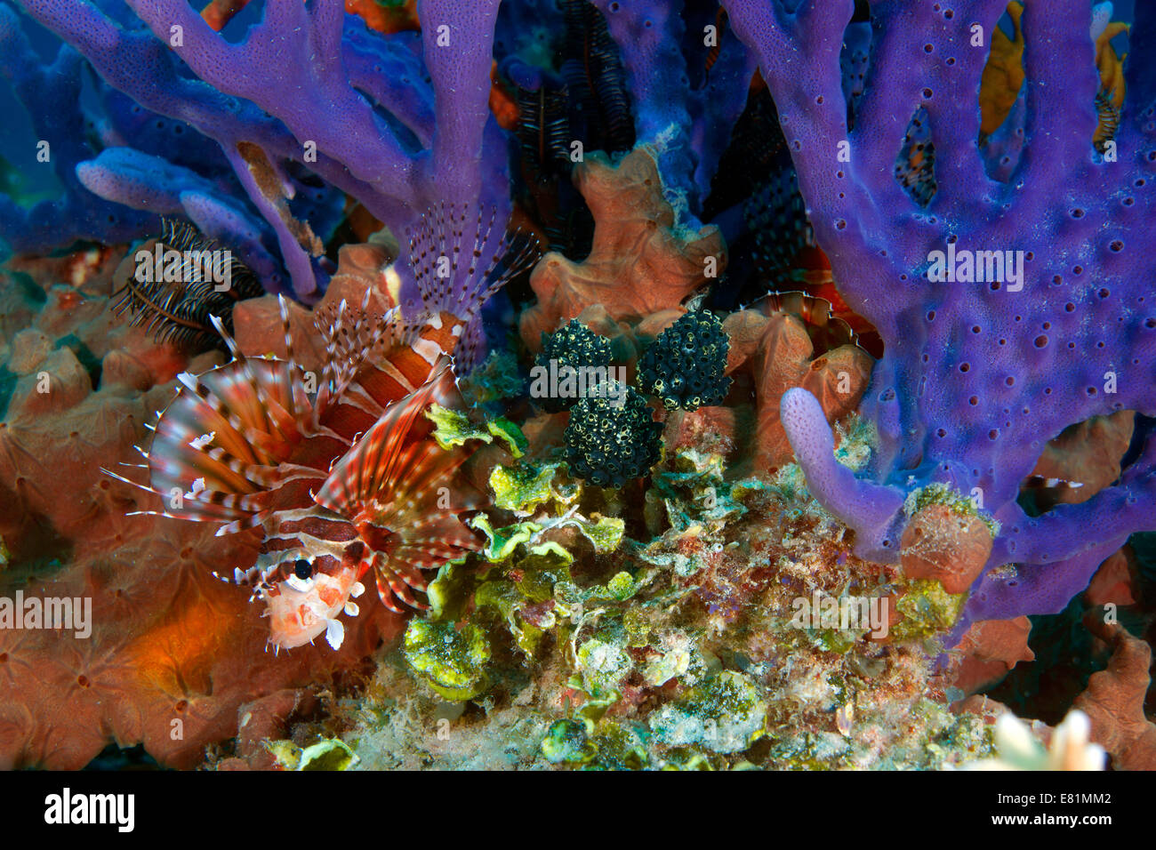 Hidden zebra hi-res stock photography and images - Alamy