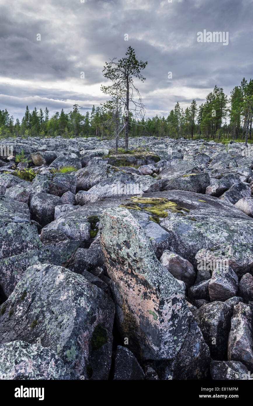 Plain tree hi-res stock photography and images - Alamy