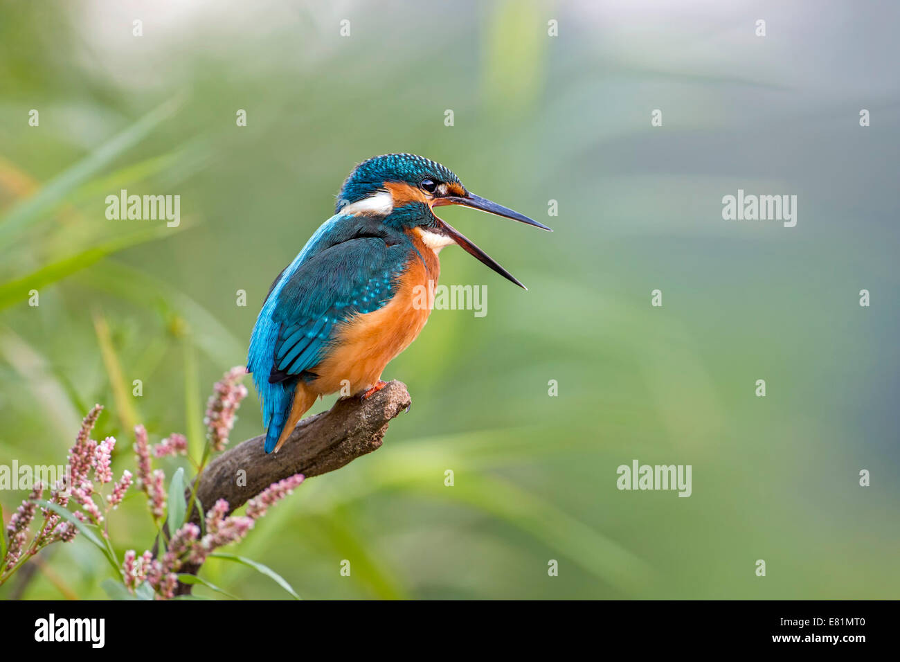 Kingfisher (Alcedo atthis), young bird regurgitating a pellet, Middle ...