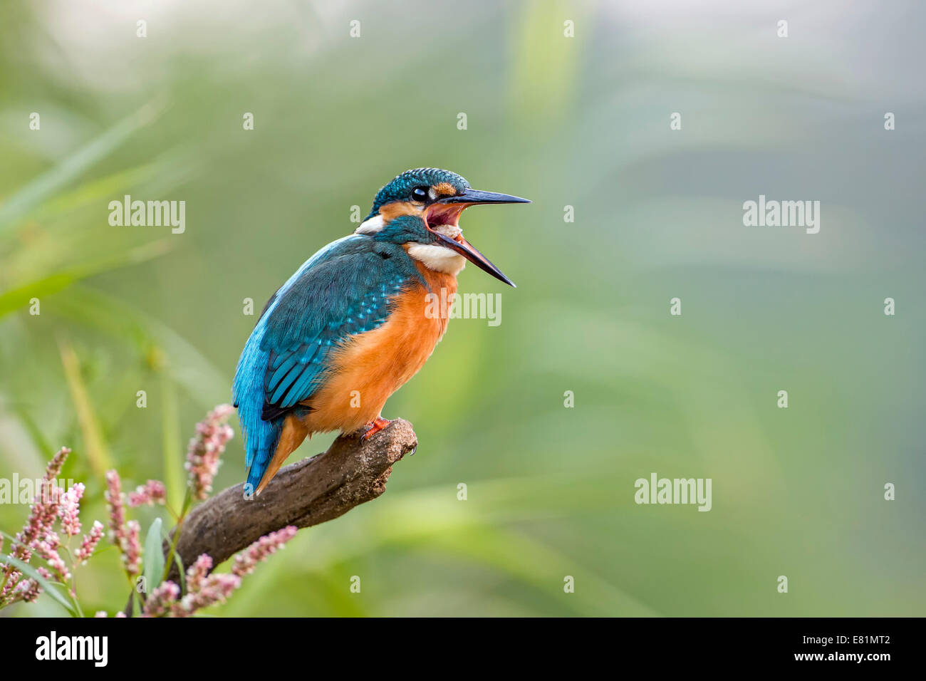Bird Regurgitating High Resolution Stock Photography and Images - Alamy