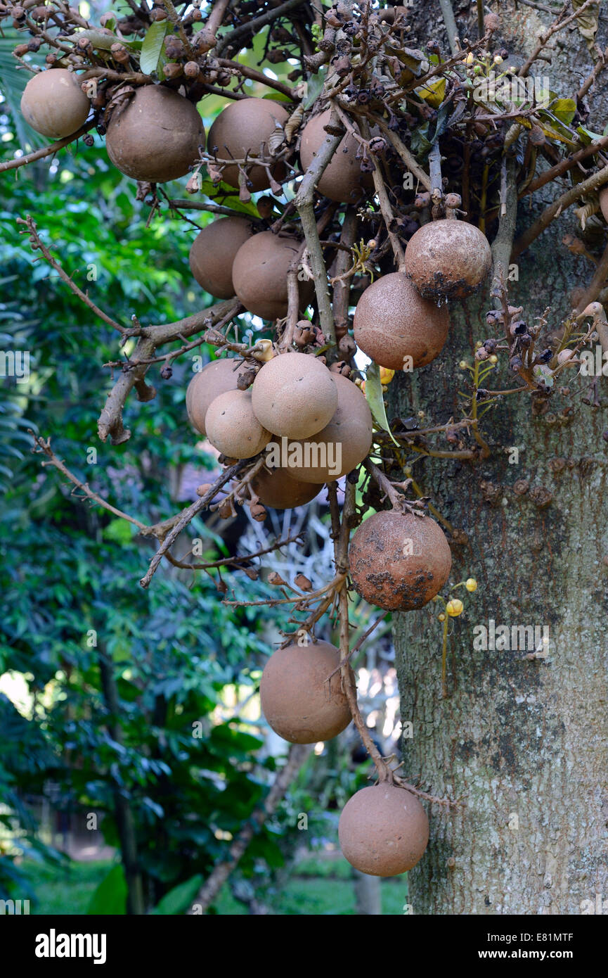 Cannonball tree fruit hi-res stock photography and images - Alamy