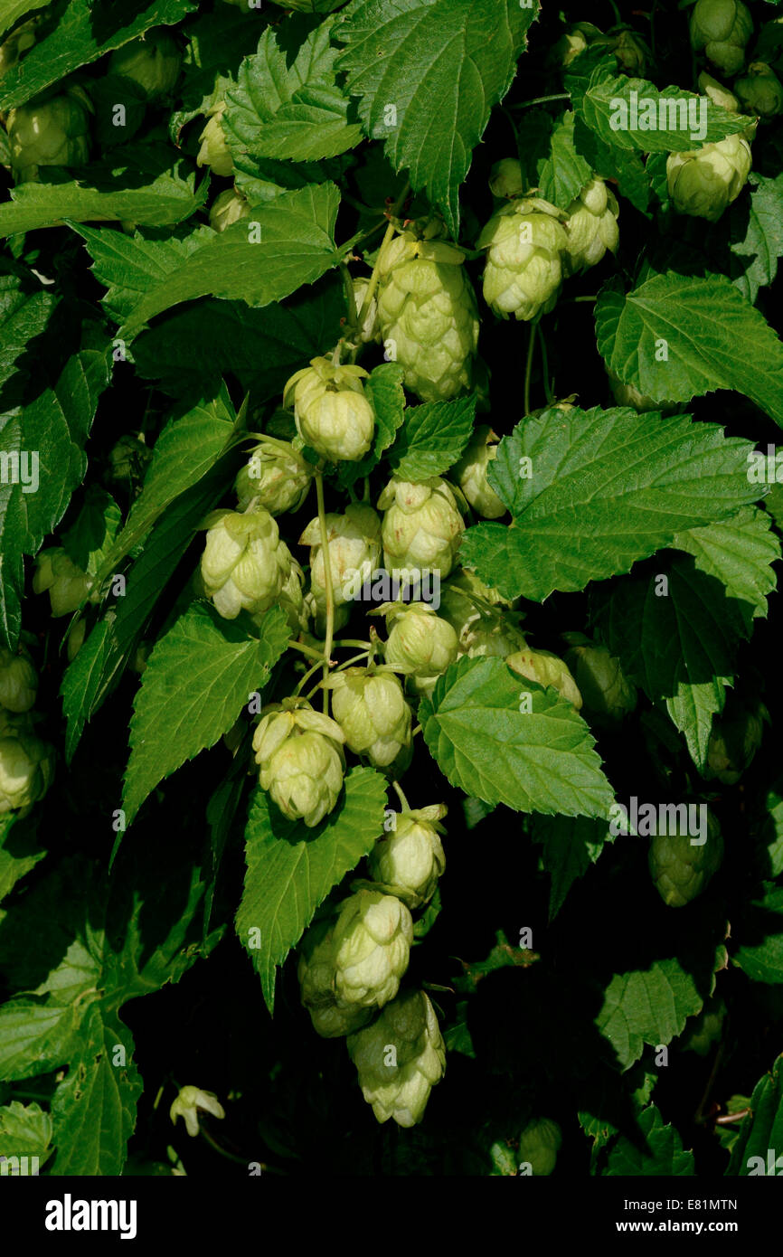 Hops (Humulus lupulus), Sweden Stock Photo - Alamy