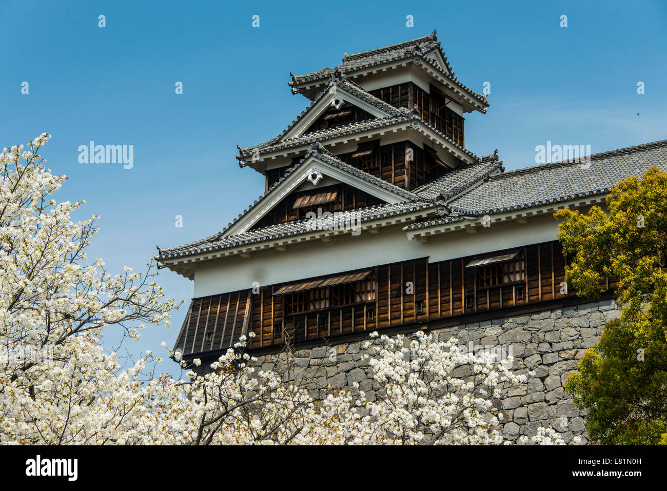 Cherry trees at Kumamoto Castle, Kumamoto, Kumamoto Prefecture, Japan ...