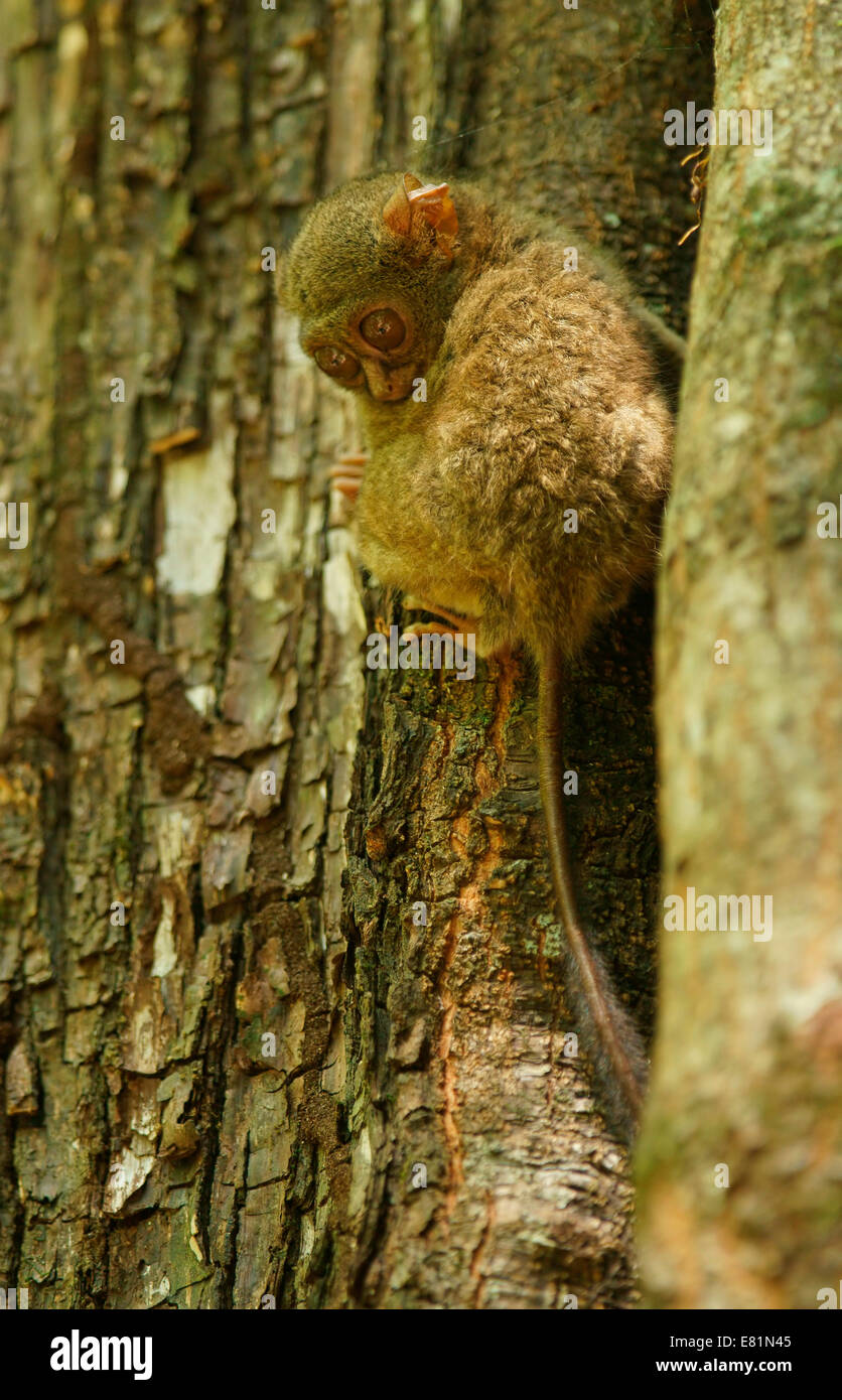 Spectral Tarsier (Tarsius spectrum, Tarsius tarsier), Tangkoko National ...