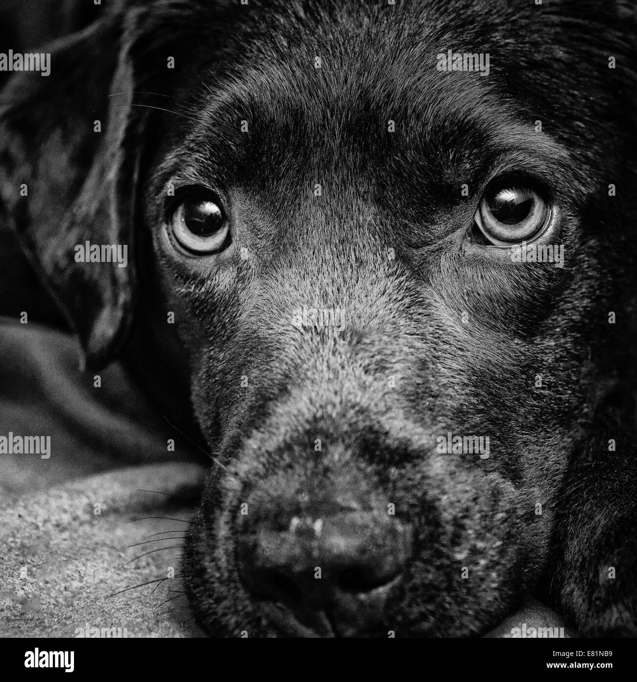 Labrador Retriever, portrait Stock Photo - Alamy