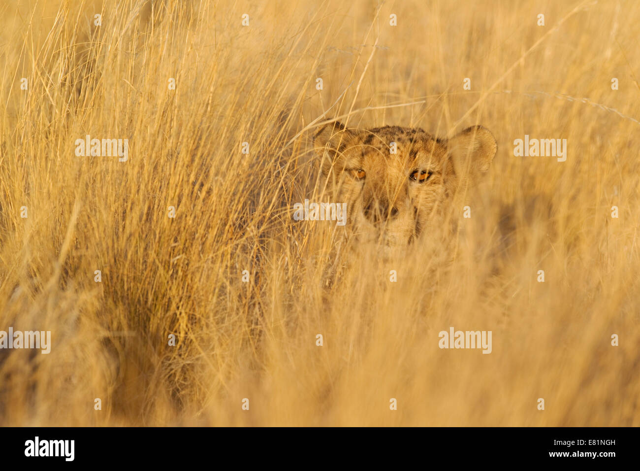 Cheetah hiding in grass hi-res stock photography and images - Alamy