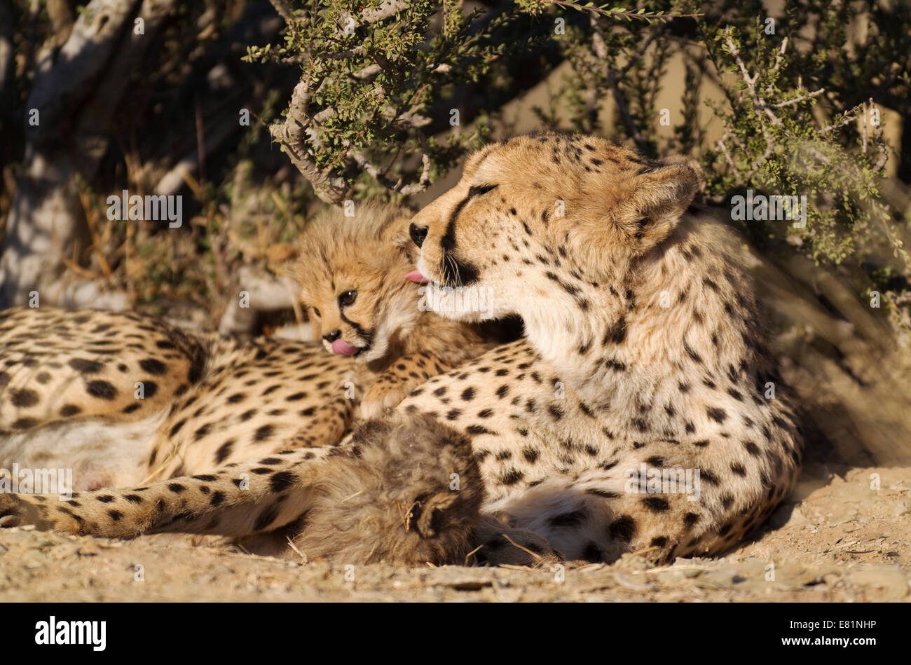 Cheetah (Acinonyx jubatus), female grooming one of her two male cubs ...