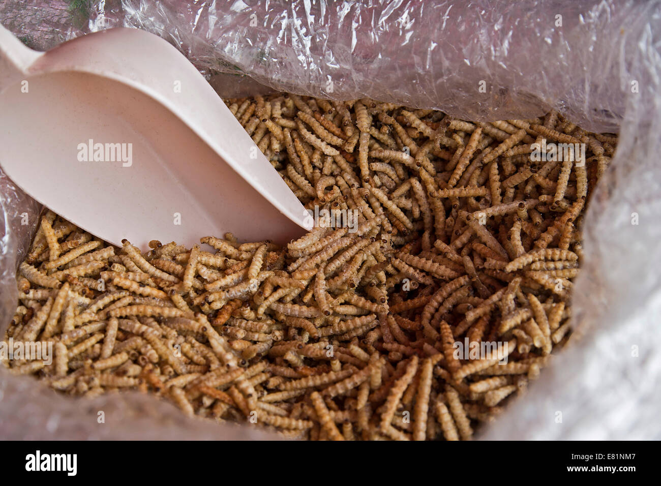 Bamboo worms hi-res stock photography and images - Alamy