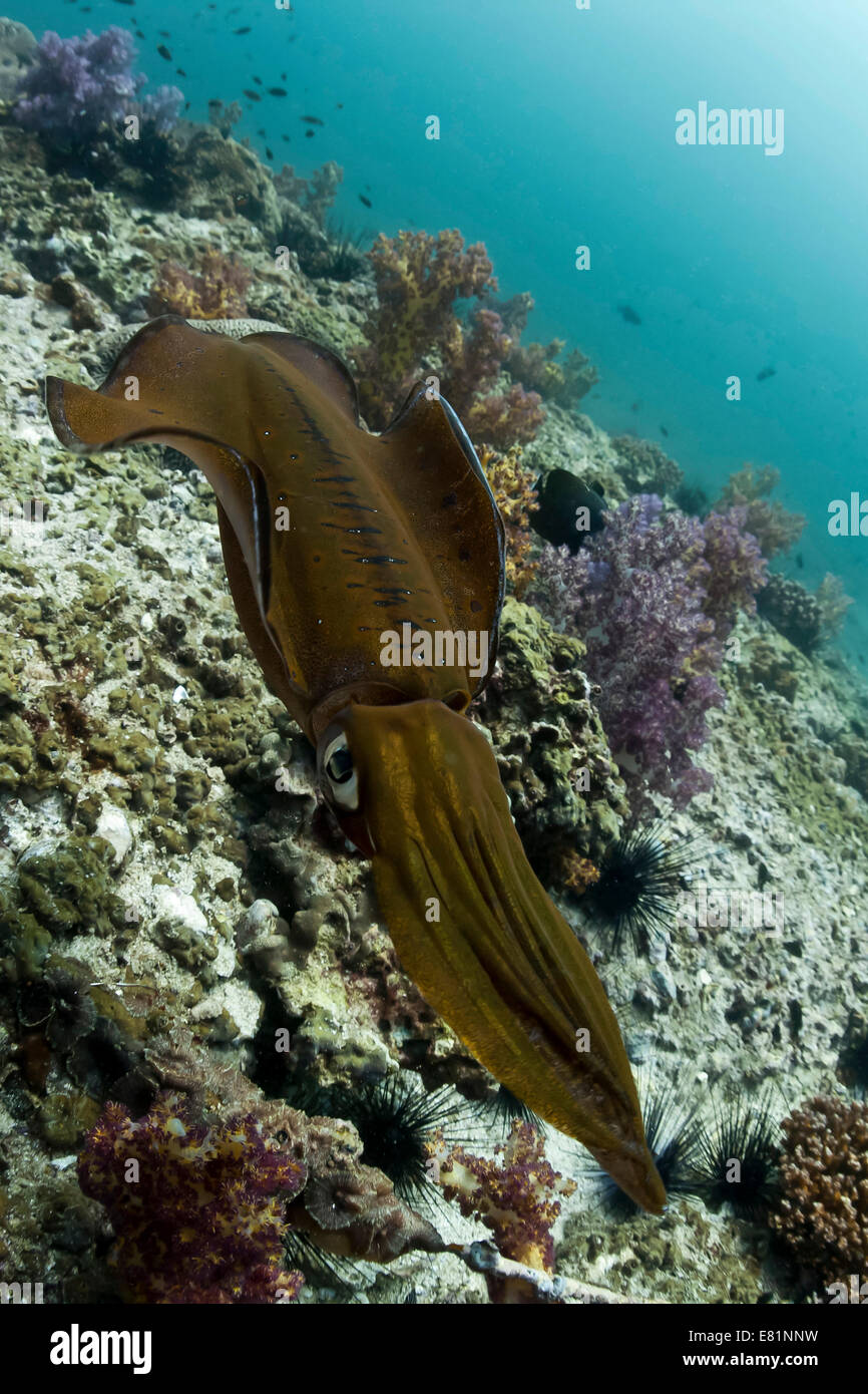 Bigfin Reef Squid (Sepioteuthis lessoniana), Gulf of Oman, Oman Stock ...