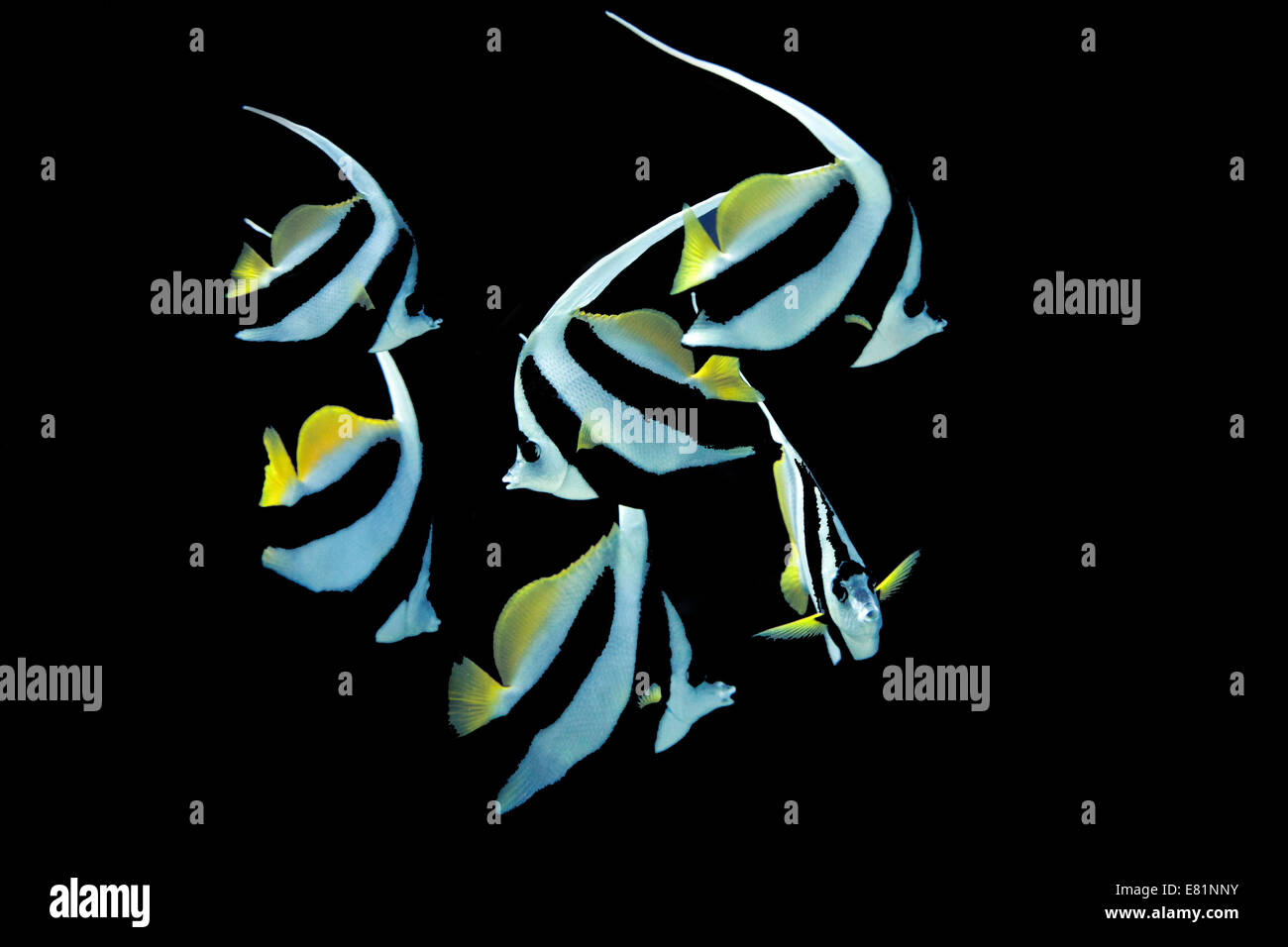 Pennant Coralfish or Longfin Bannerfish (Heniochus acuminatus), Gulf of ...