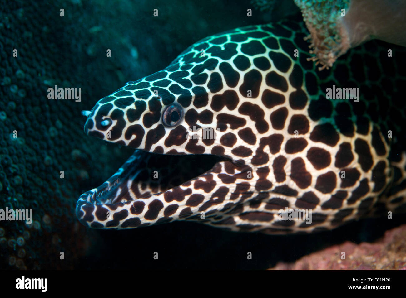 Laced Moray (Gymnothorax favagineus), Gulf of Oman, Oman Stock Photo ...
