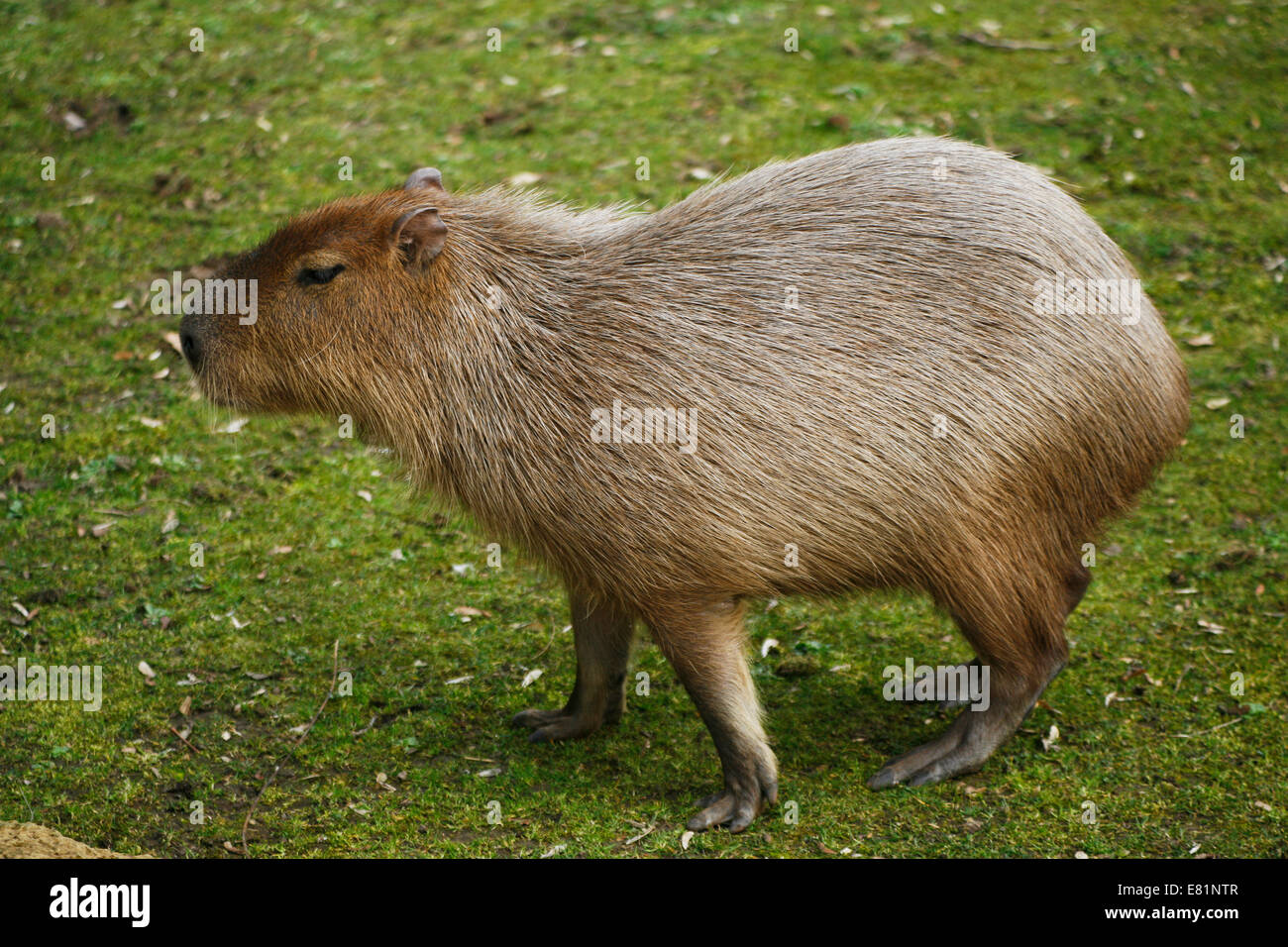Capybara (Hydrochoerus hydrochaeris), captive Stock Photo - Alamy
