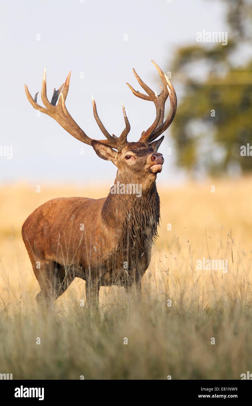 Red Deer (Cervus elaphus), Klampenborg, Copenhagen, Denmark Stock Photo ...