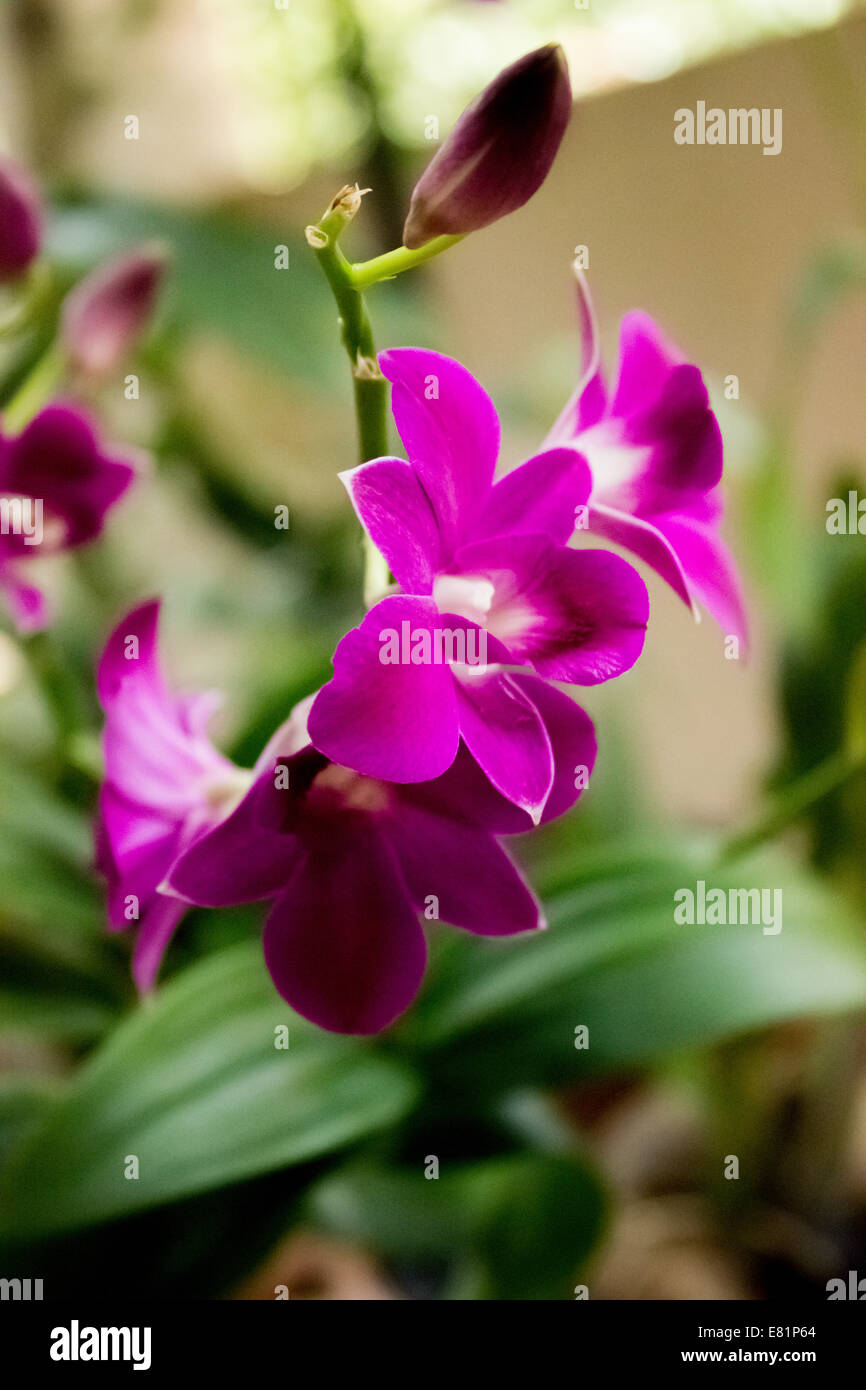 Dendrobium orchid flower hi-res stock photography and images - Alamy