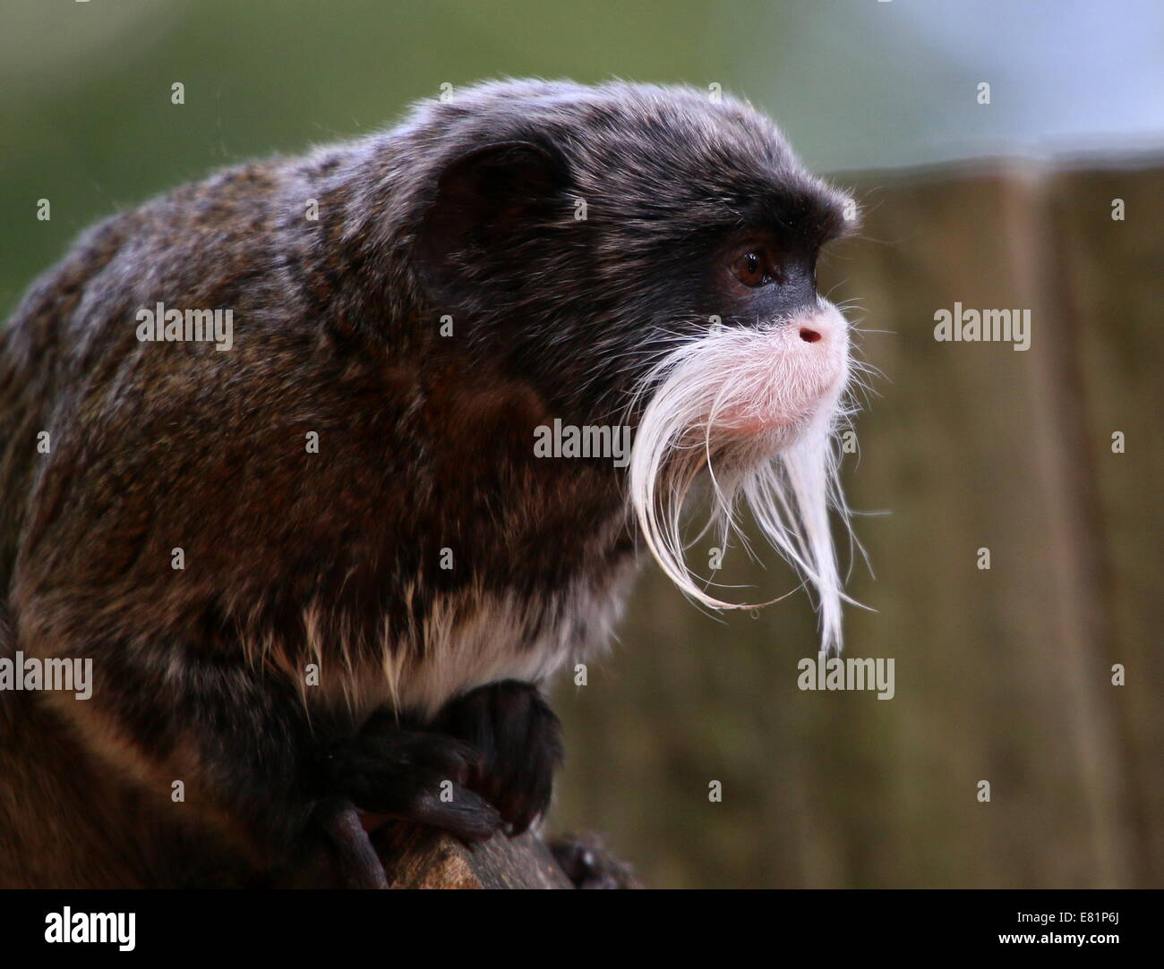 Moustached emperor tamarin monkey saguinus hi-res stock photography and ...