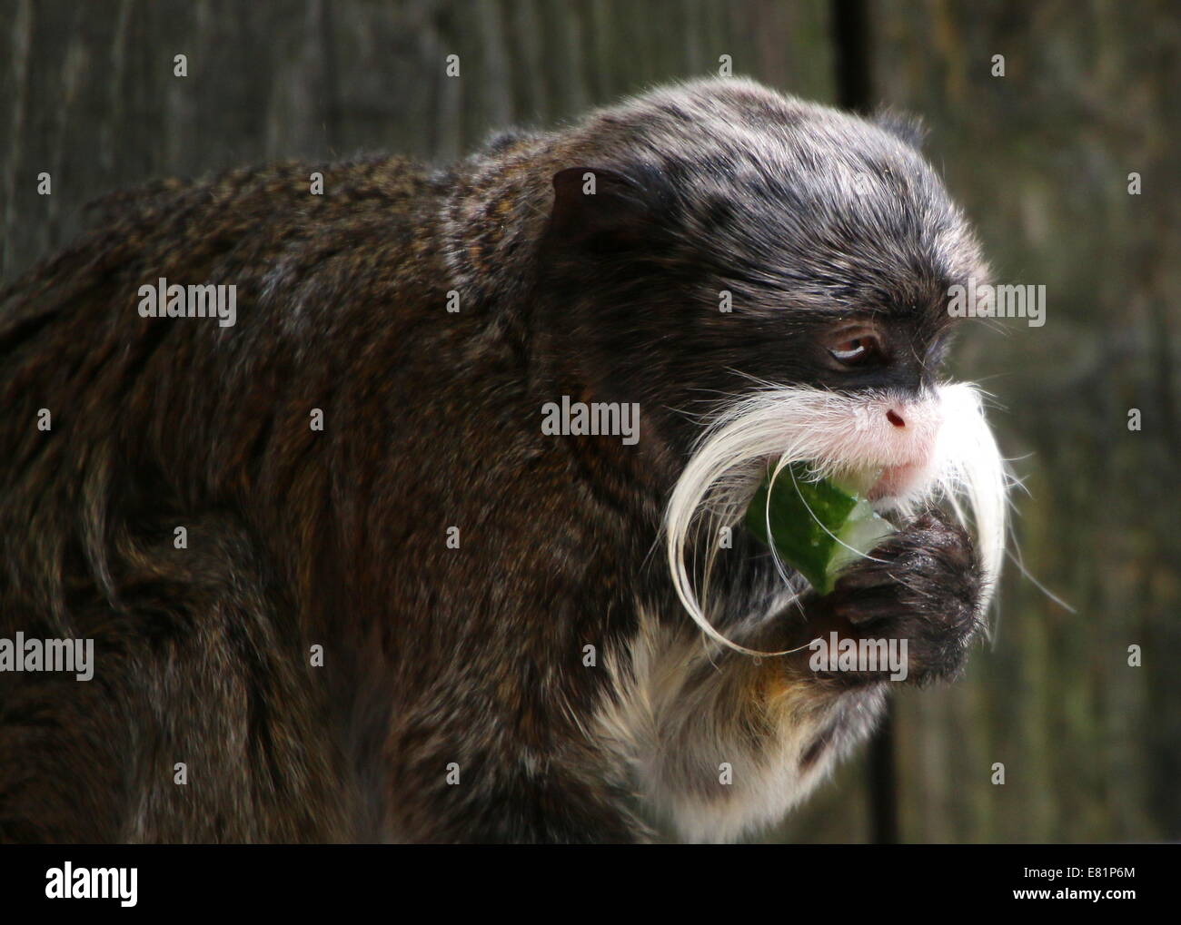 Close-up of the moustached Emperor tamarin monkey (Saguinus imperator ...