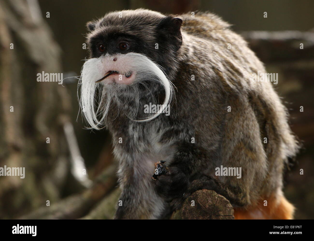 South American Emperor tamarin monkey (Saguinus imperator) feeing on a ...