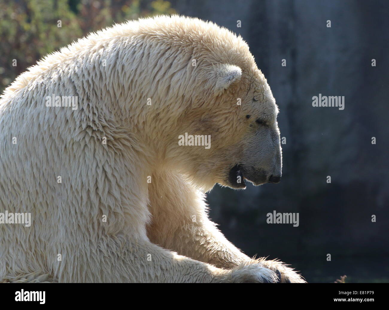 Polar bear (Ursus maritimus) in profile close-up of upper body Stock ...