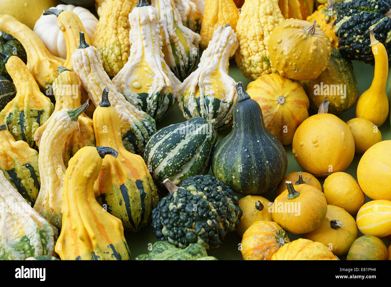 squash of various shapes and sizes Stock Photo - Alamy
