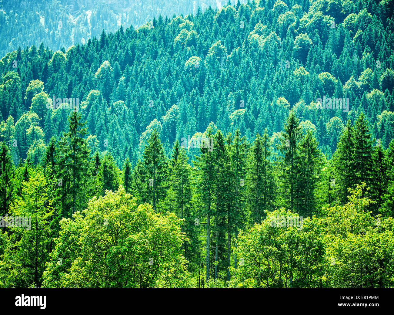 Fresh green forest in Alpine mountains, panoramic landscape, abstract ...