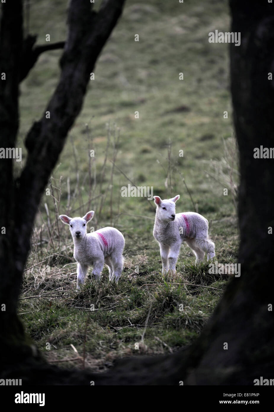 Spring lambs straying from the flock on a Dorset farm UK Stock Photo ...