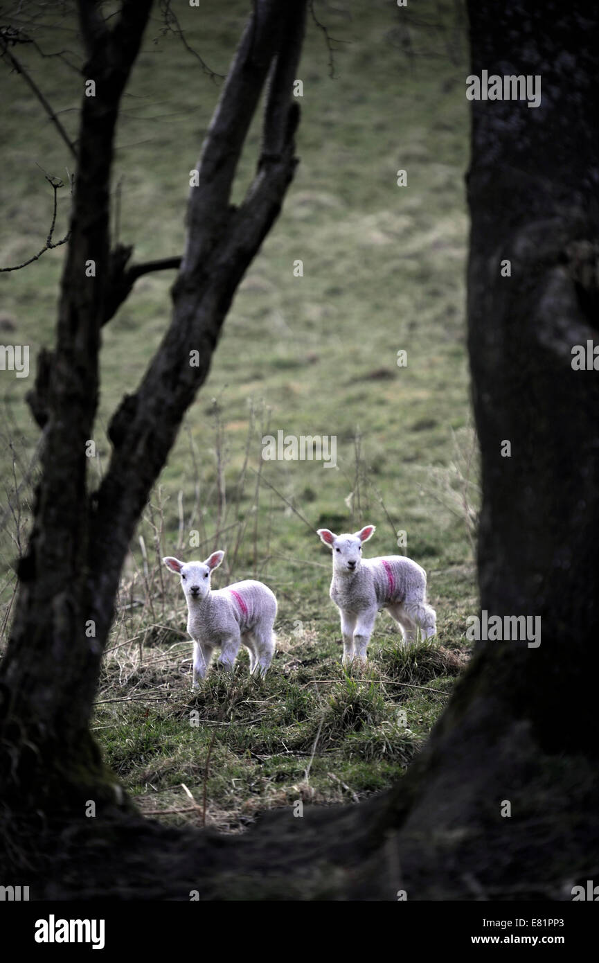 Sheep Rustling High Resolution Stock Photography and Images - Alamy